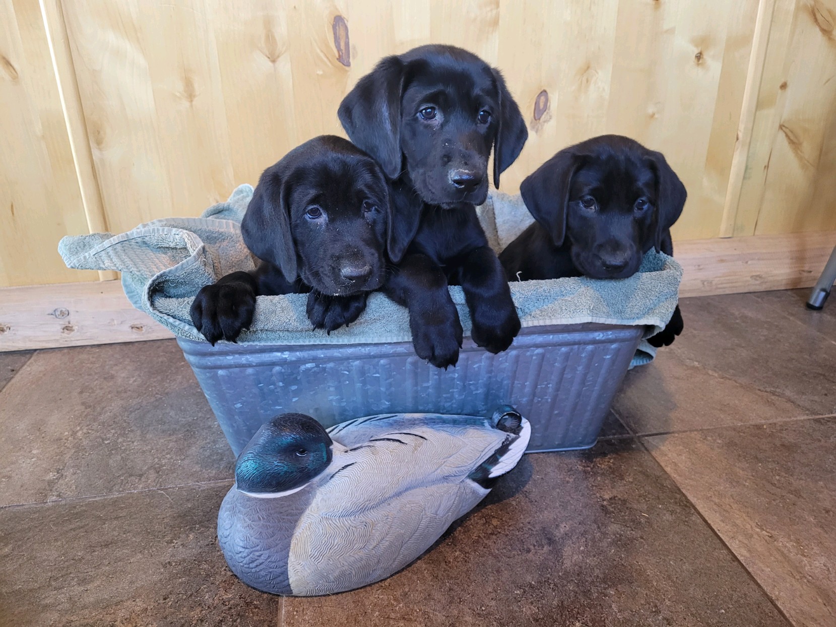 Our Puppies – Performance Labs Don Pedro