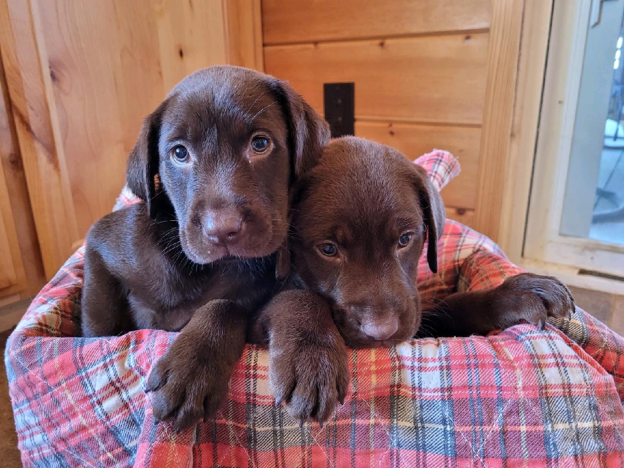 Our Puppies – Performance Labs Don Pedro