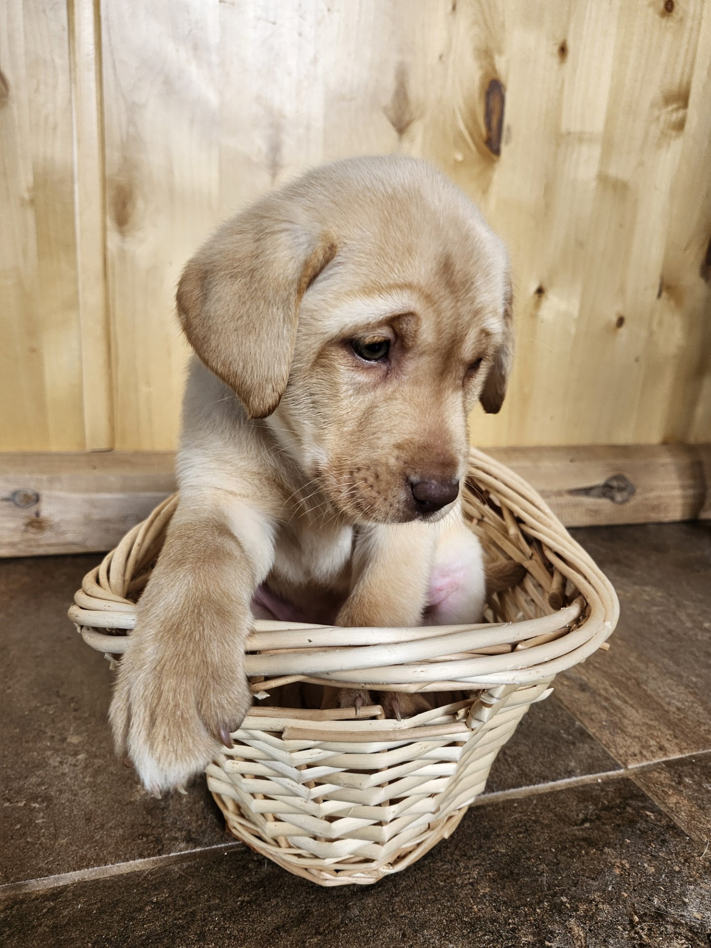 Our Puppies – Performance Labs Don Pedro